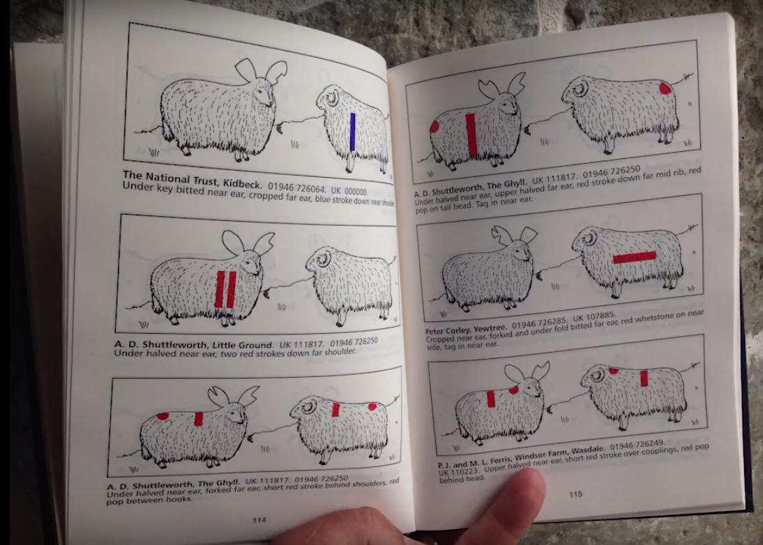 Ear Notching – Wool Alliance for Social Agency